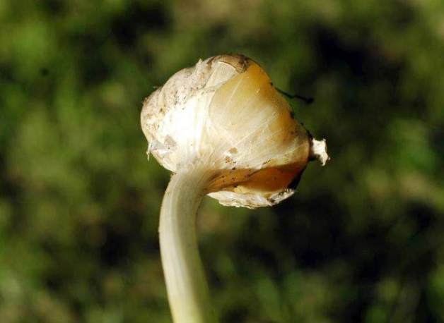 WSMAG.NET BLOG | Waxy Breakdown of Garlic | Gardeners Corner | August ...