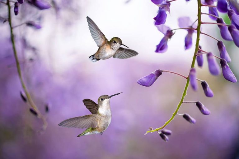 WSMAG.NET BLOG | Valentine's Day is Time for Hummingbird Courtship ...