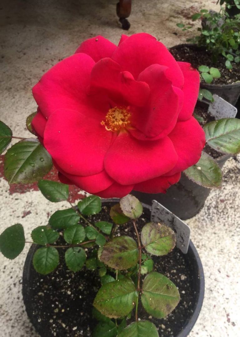 WSMAG.NET | Spotlight on Independent Nurseries — Raft Island Roses in ...