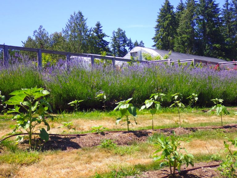 WSMAG.NET | Heyday Farm Brings Sustainable Food to the People ...