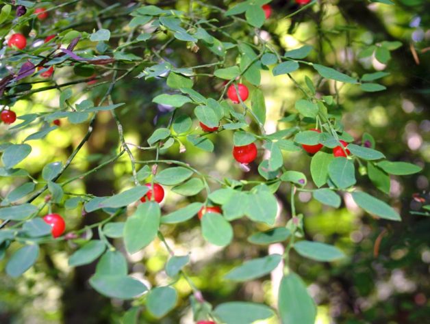 WSMAG.NET | A Taste of Coast Salish Culture | Featured, Food ...