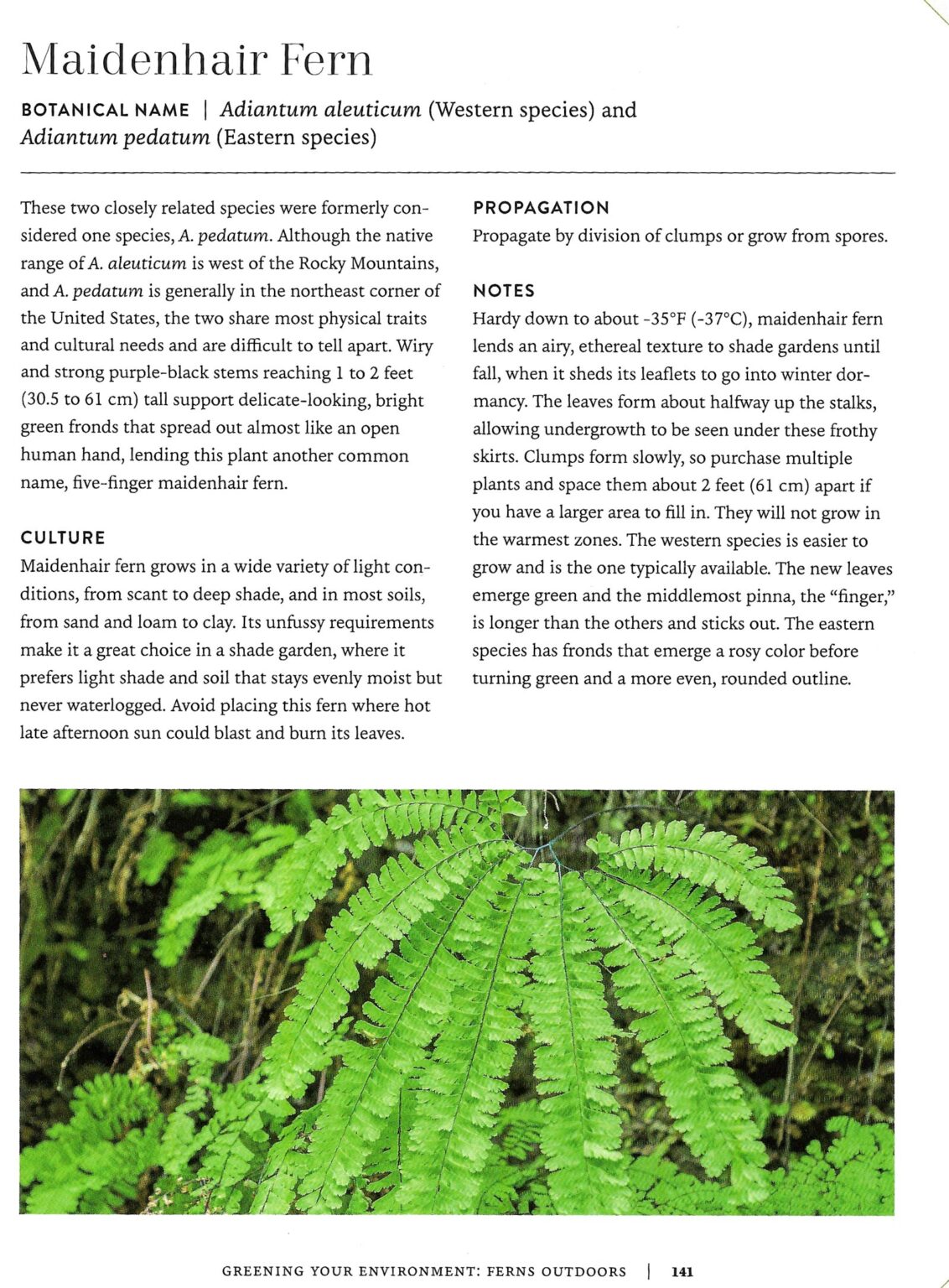 WSMAG.NET | The Complete Book of Ferns | Featured, The Garden | October ...