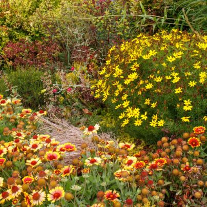 WSMAG.NET | A Garden Cornucopia | Featured, The Garden | November 30 ...