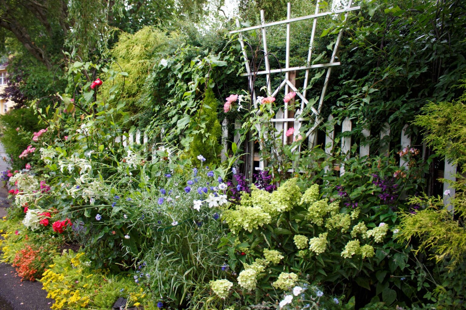 WSMAG.NET | Garden of Delights | Featured, The Garden | November 9 ...