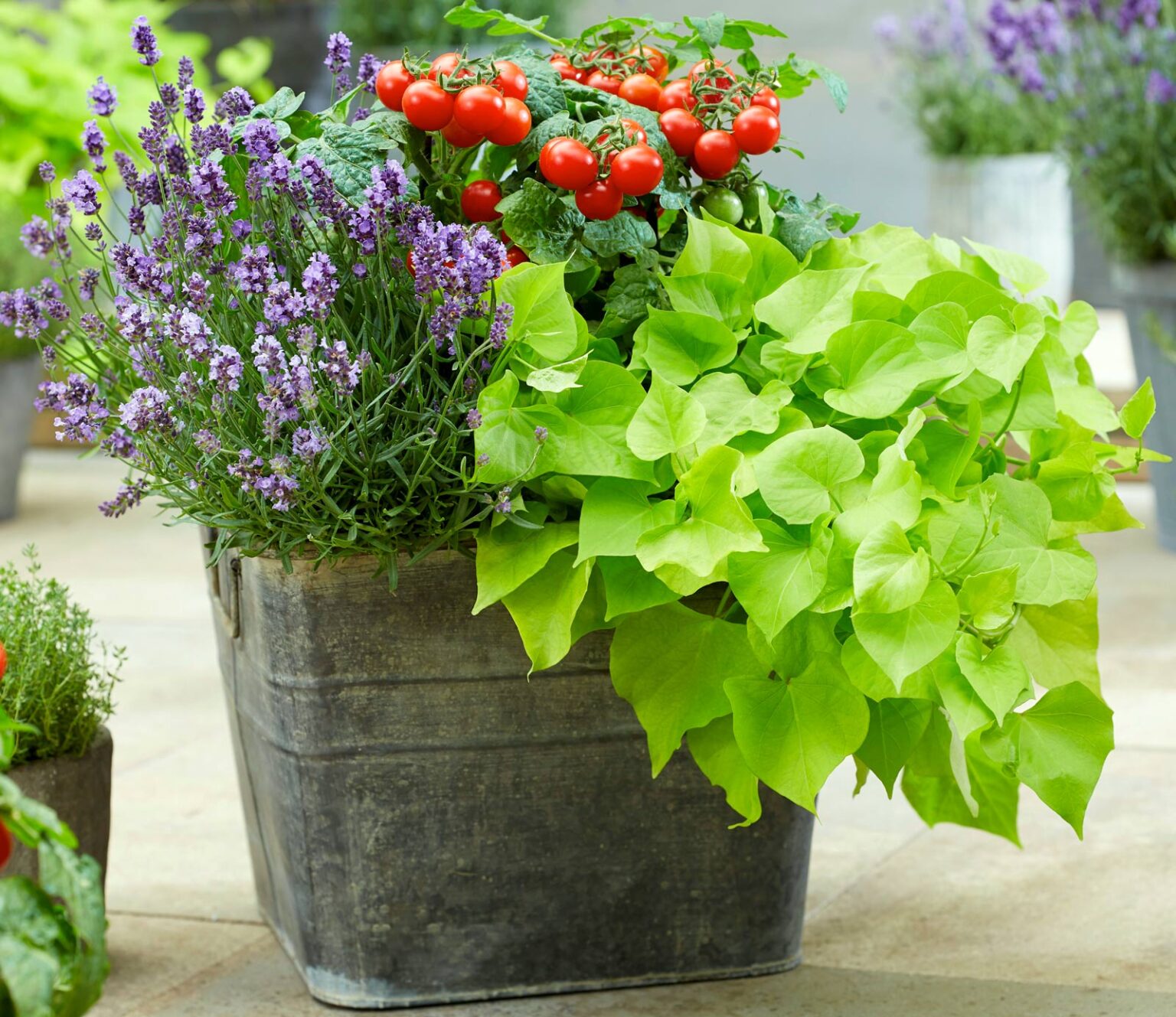 WSMAG.NET | Dream Big — with New Plant Introductions | Featured, The ...