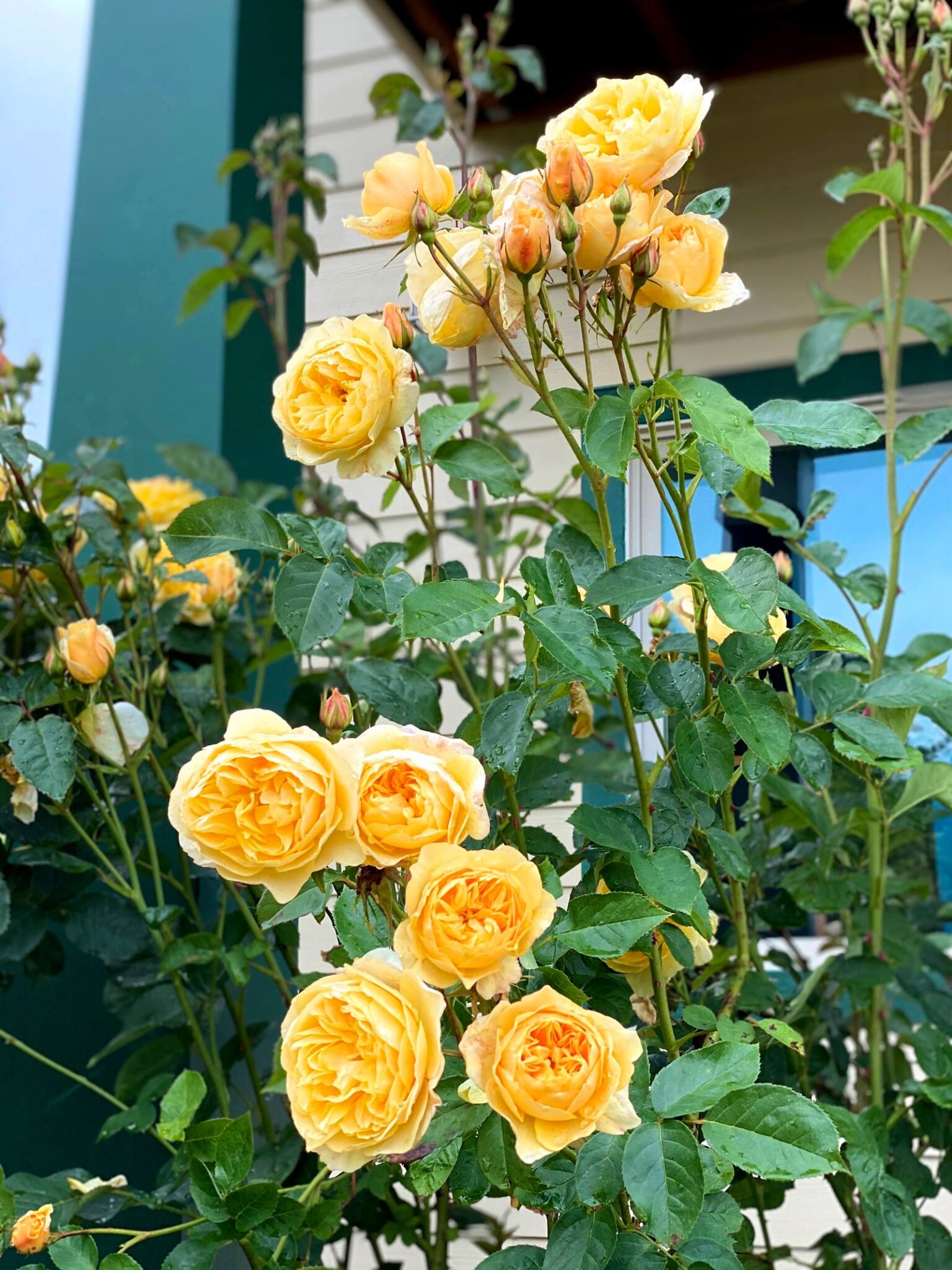 WSMAG.NET | Roses for Every Garden | Featured, The Garden | March 11 ...