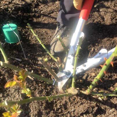 WSMAG.NET | Pruning or Moving Modern Roses | Featured, The Garden ...