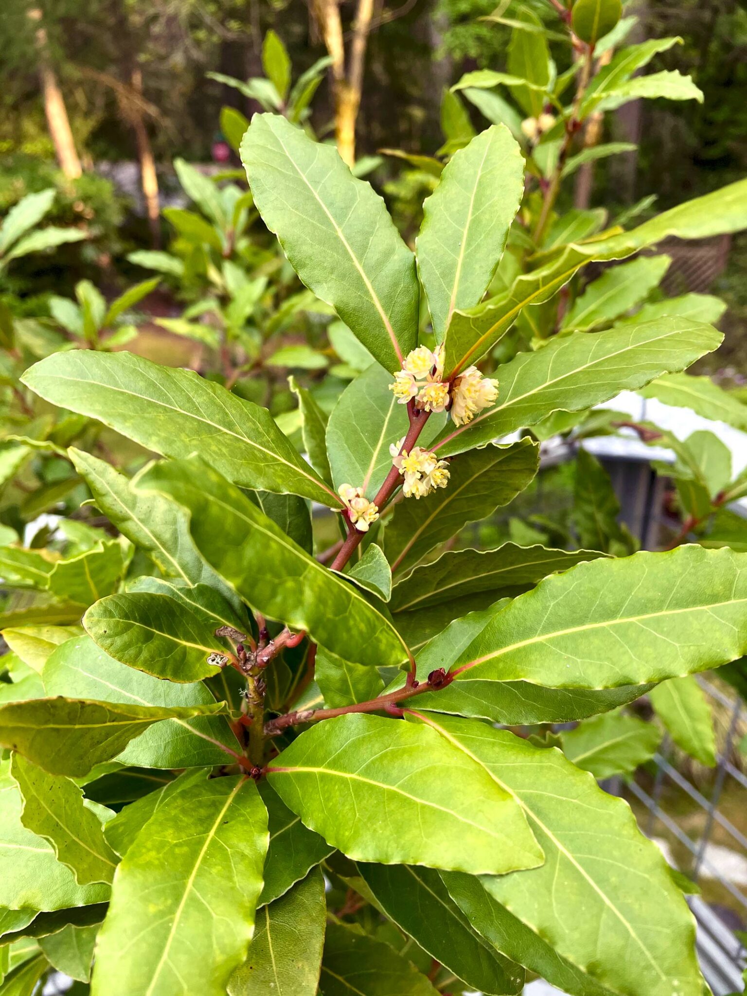 WSMAG.NET | Growing Culinary Herbs | Featured, The Garden | August 10 ...