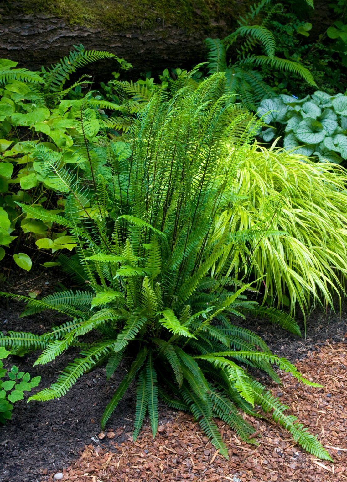 WSMAG.NET | Notable Native Ferns | Featured, The Garden | November 17 ...