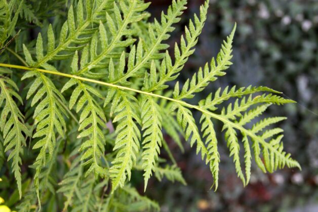 WSMAG.NET | Notable Native Ferns | Featured, The Garden | November 17 ...