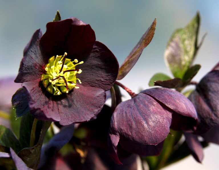 WSMAG.NET | Hellebores — Winter Garden Jewels | Featured, The Garden ...