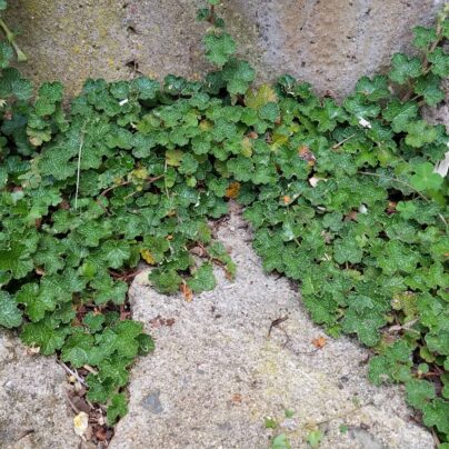 WSMAG.NET | How and Why to Landscape Septic Systems | Featured, The ...