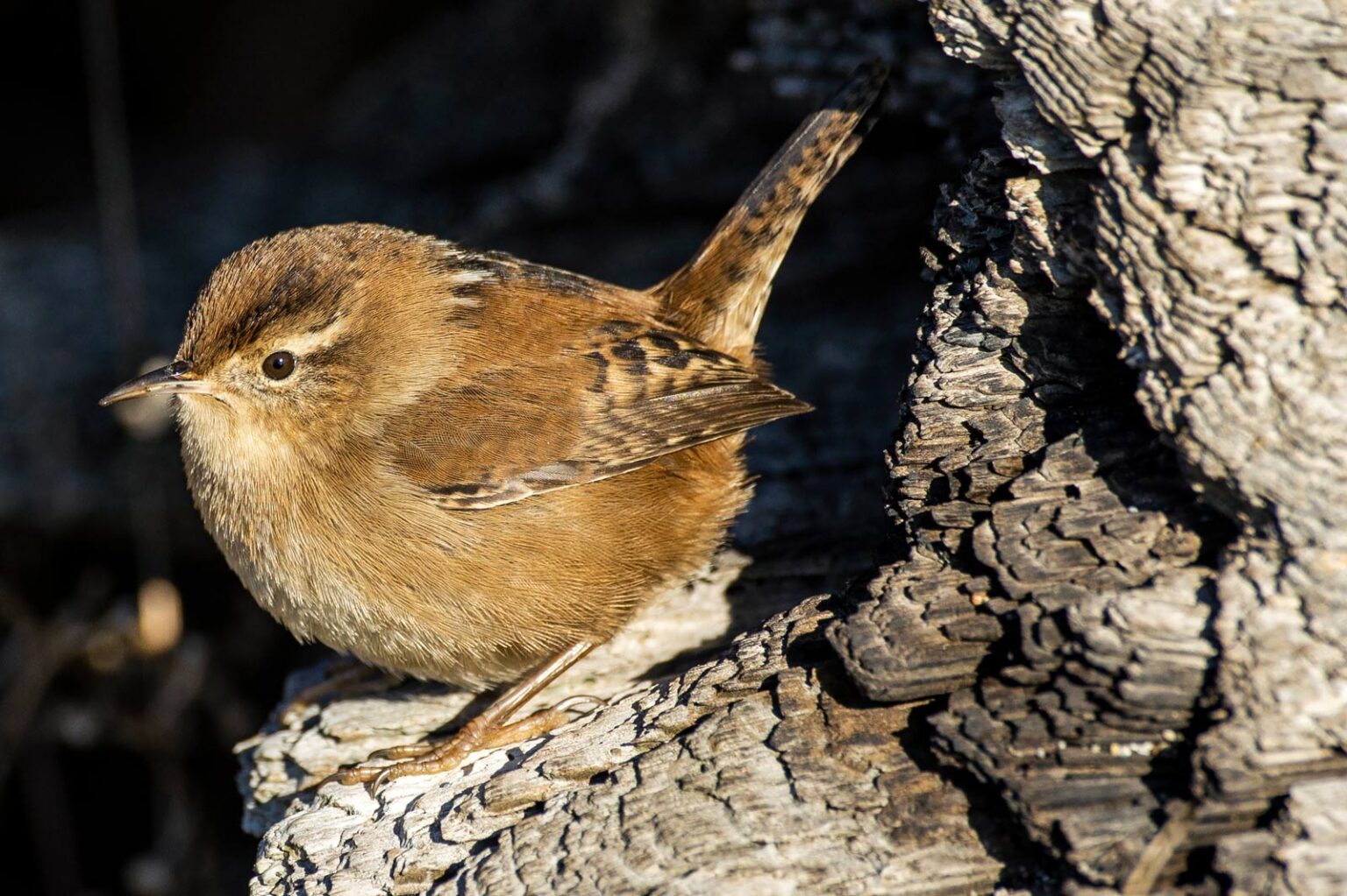 WSMAG.NET | Vociferous and Vicious — The Tiny, Yet Mighty Marsh Wren ...
