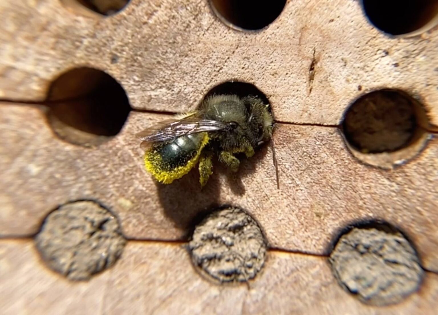 WSMAG.NET | Mason Bees | Featured, The Garden | March 9, 2023 ...