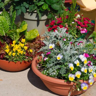 WSMAG.NET | A Garden Cornucopia | Featured, The Garden | November 30 ...