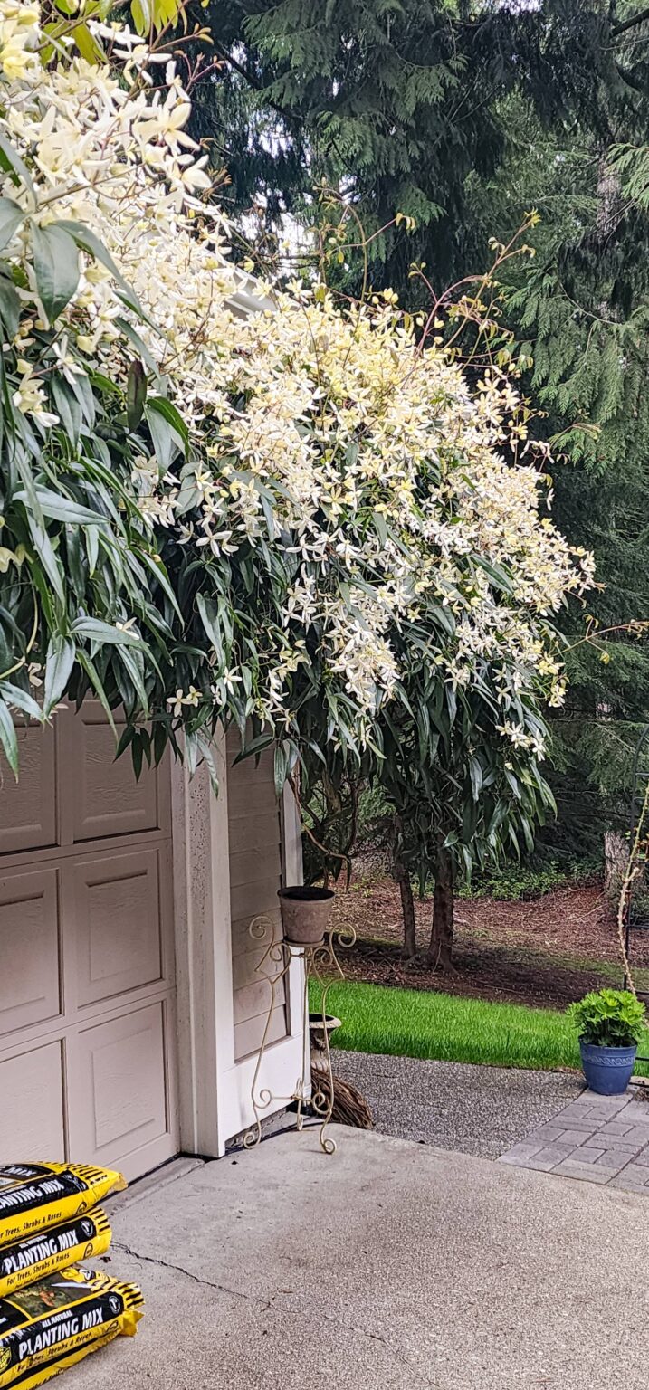 WSMAG.NET | The Profusely Abundant, Plant-Filled Garden of Jill and ...