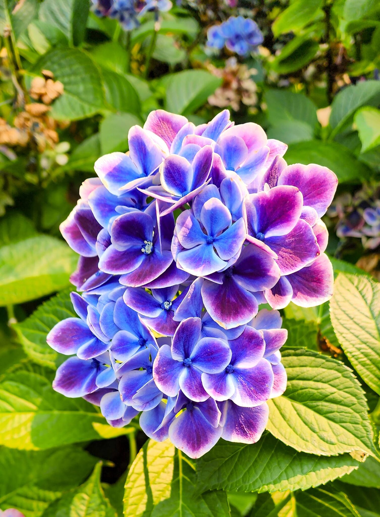 WSMAG.NET | The Profusely Abundant, Plant-Filled Garden of Jill and ...