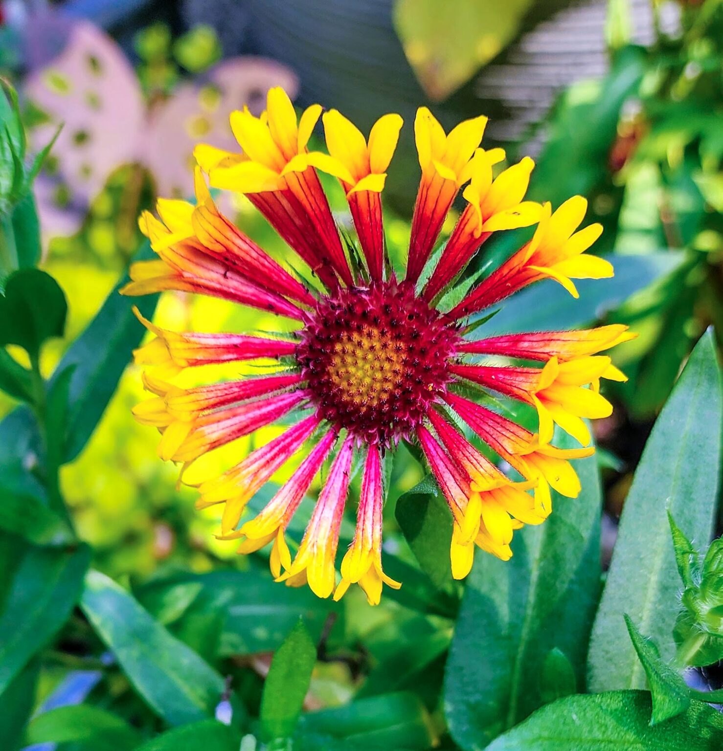 WSMAG.NET | The Profusely Abundant, Plant-Filled Garden of Jill and ...